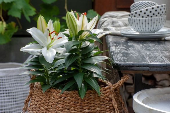 Lys en pot : parfait comme cadeau d'été ! – Alkemade bloembollen