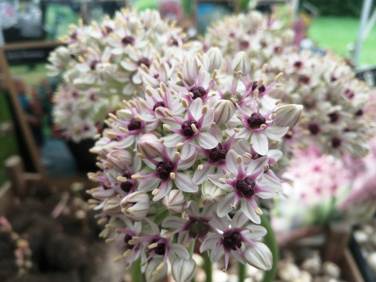 Allium (basalticum) Silver Spring – Alkemade bloembollen