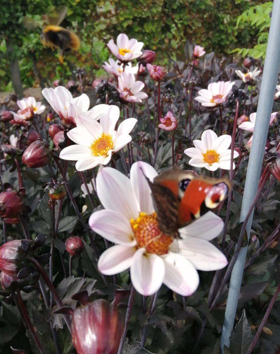 Dahlia HS Princess, enkelbloemige en bijenvriendelijke Dahlia ...