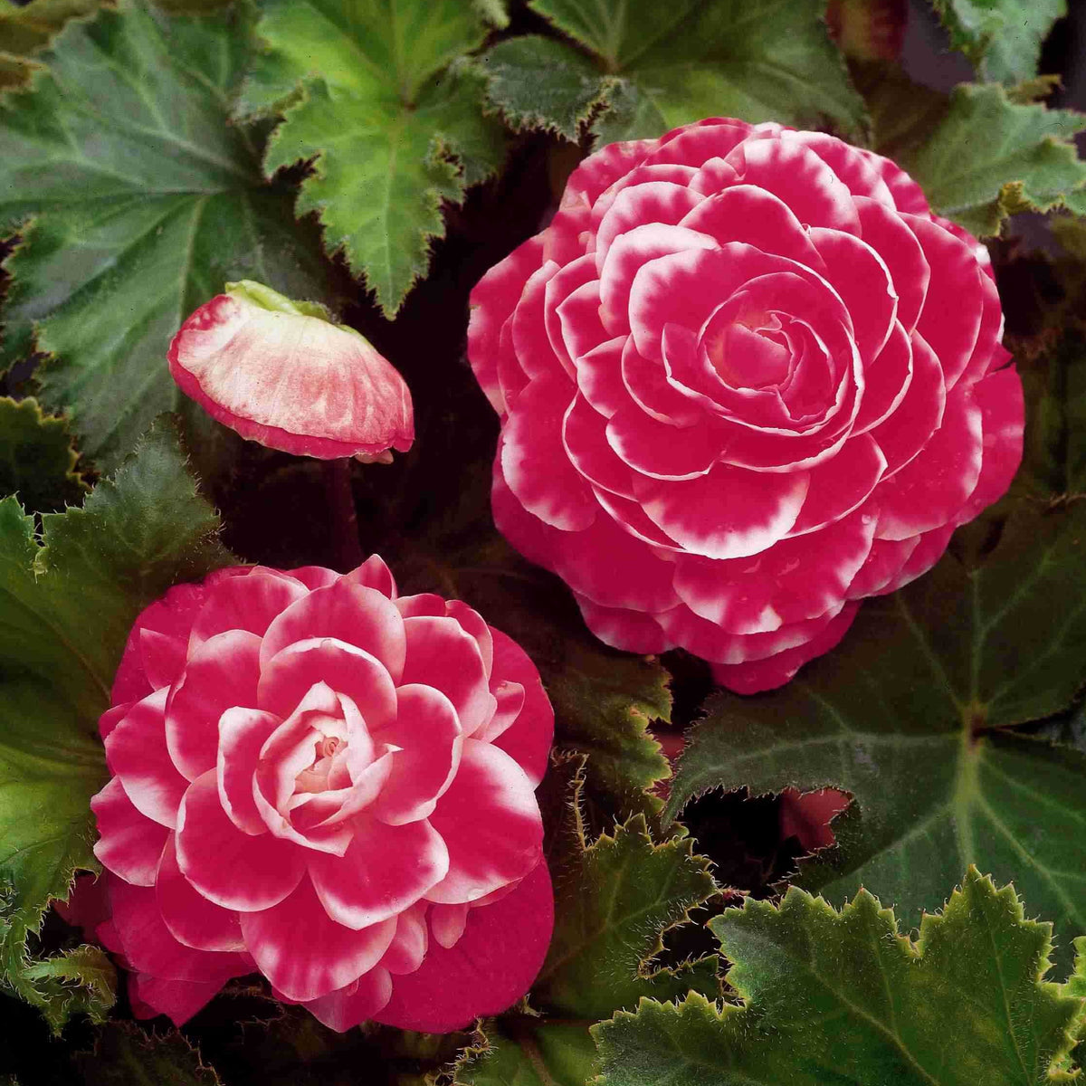 Begonie Camelia – Alkemade bloembollen