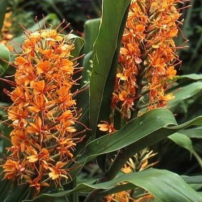 Hedychium Tara (Siergember) – Alkemade bloembollen